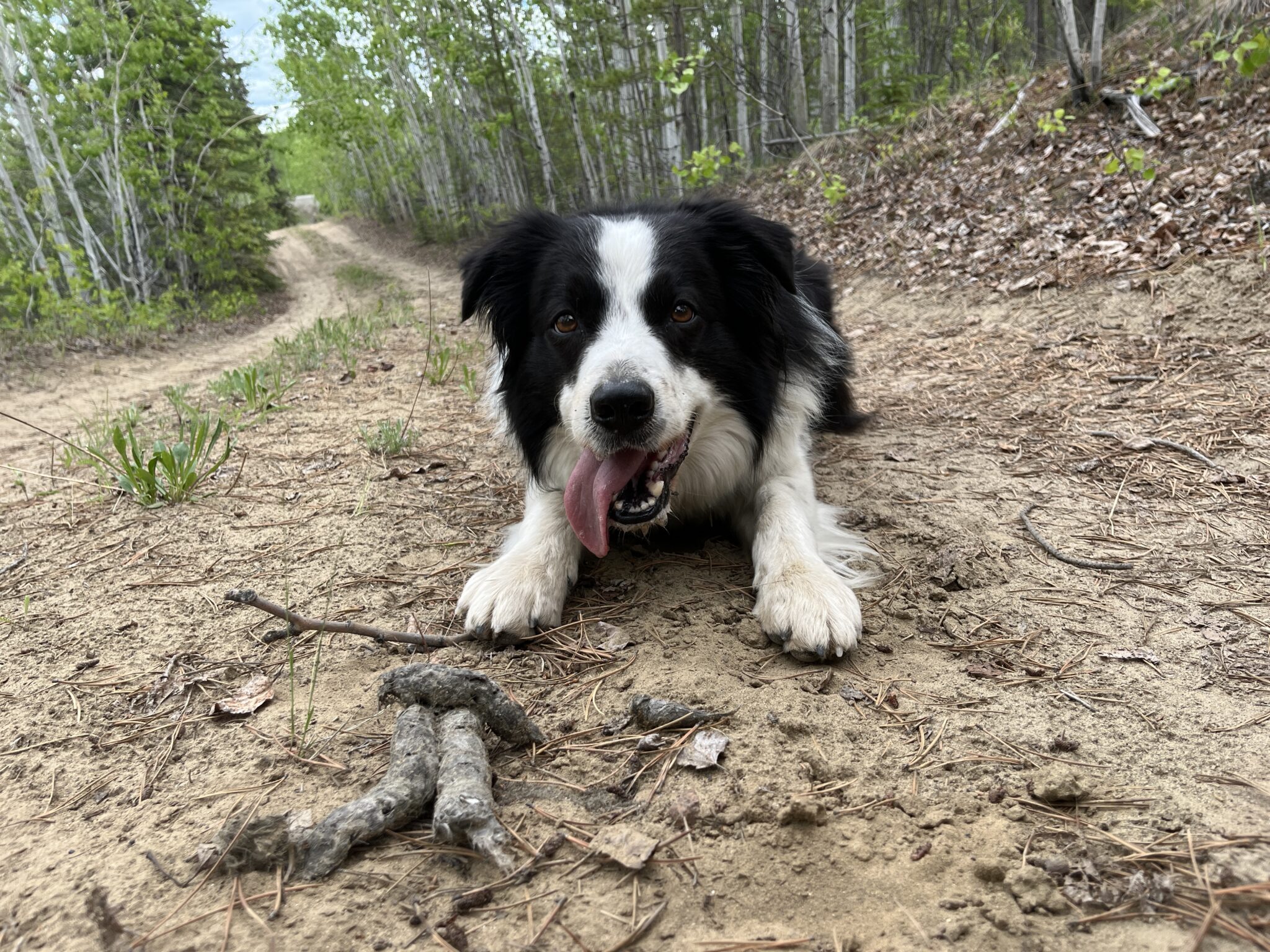 Science Highlight: Nontarget Species Behavior and Scat | K9 ...